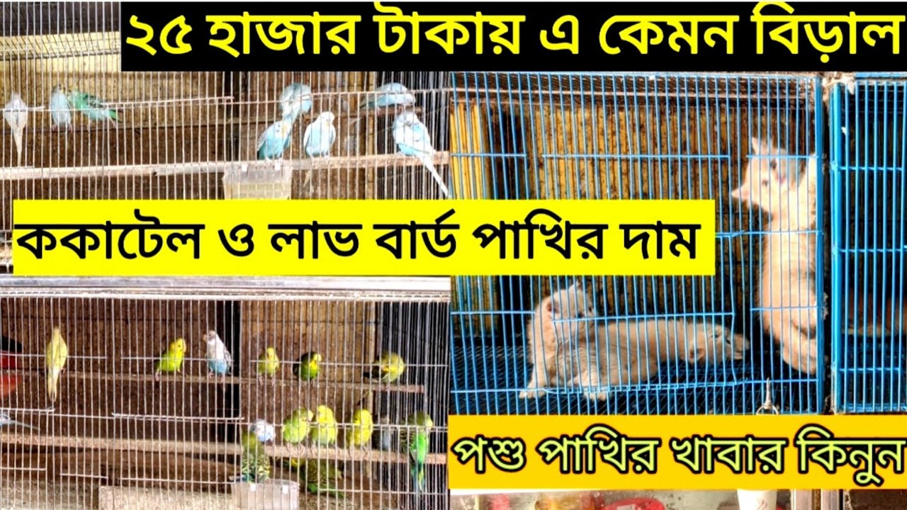 বিদেশি পশু পাখির দাম জানুন|Pakhi|Cat price in Bangladesh 2023 - YouTube