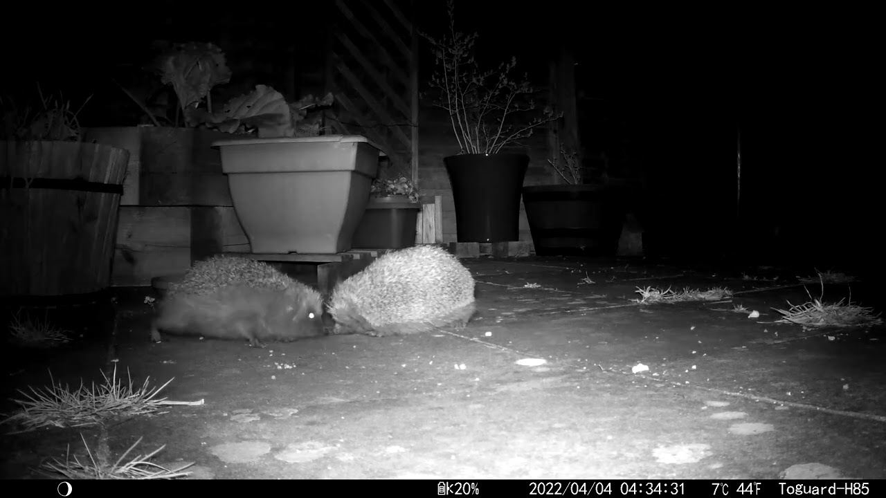 Hedgehogs fighting - YouTube