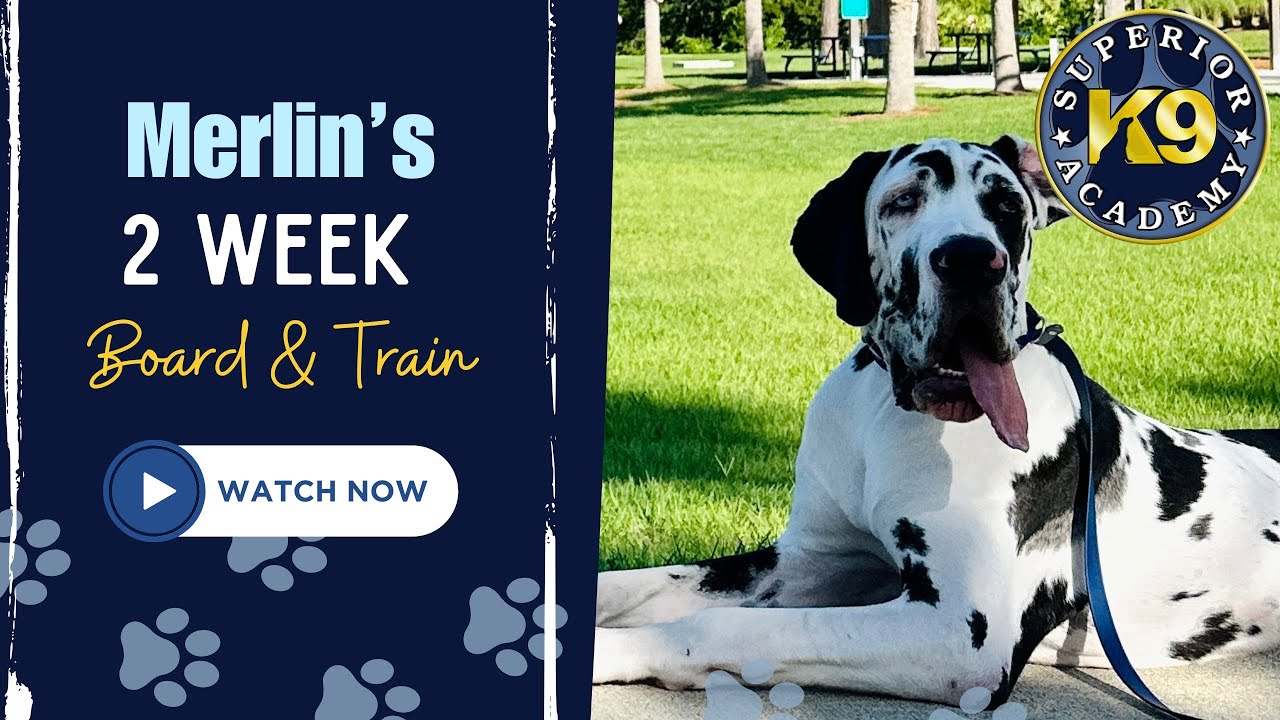 Merlin’s 2 Week Board & Train | 6 Month Old Great Dane | Large Dog ...