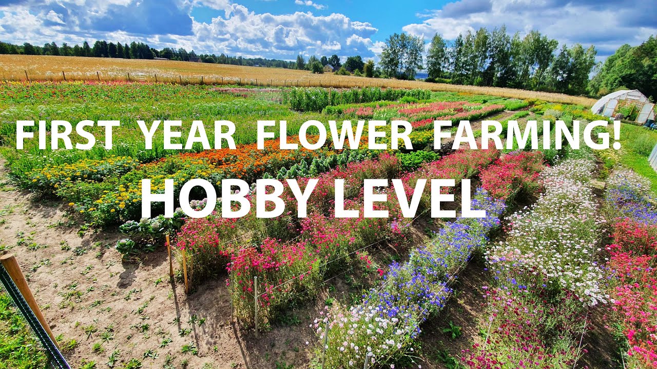 First Year Flower Farming, Growing Cut Flowers - YouTube