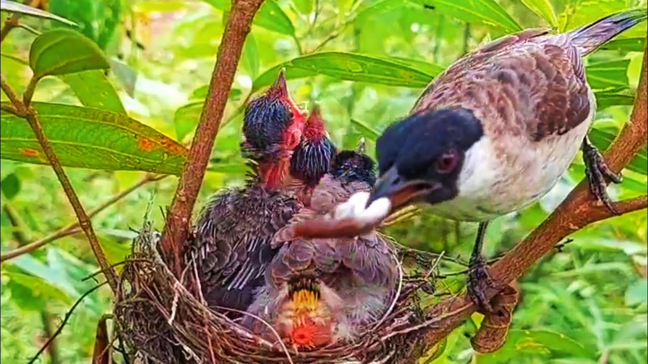 Anak burung kutilang saatnya ninggalin sarang - YouTube
