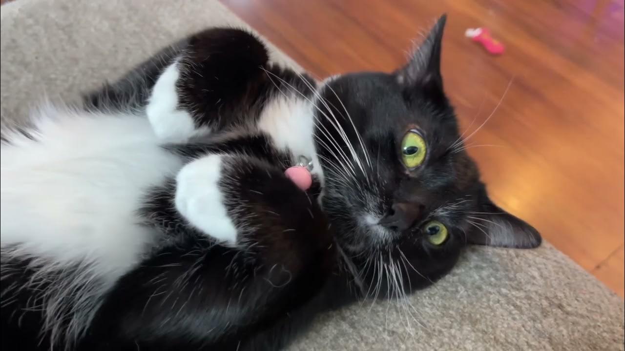 Tuxedo cat being adorable - YouTube
