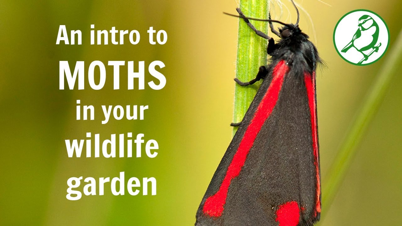 Moths in the wildlife garden - An introduction - YouTube