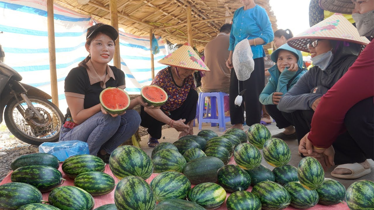 Harvest red watermelon garden to bring to the market to sell - grow ...