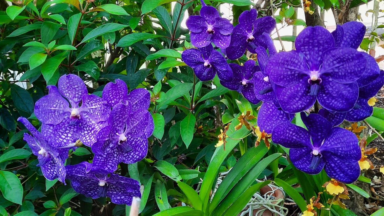 Vanda Pachara Delight and Vanda Pakchong Blue. Orchid care - YouTube