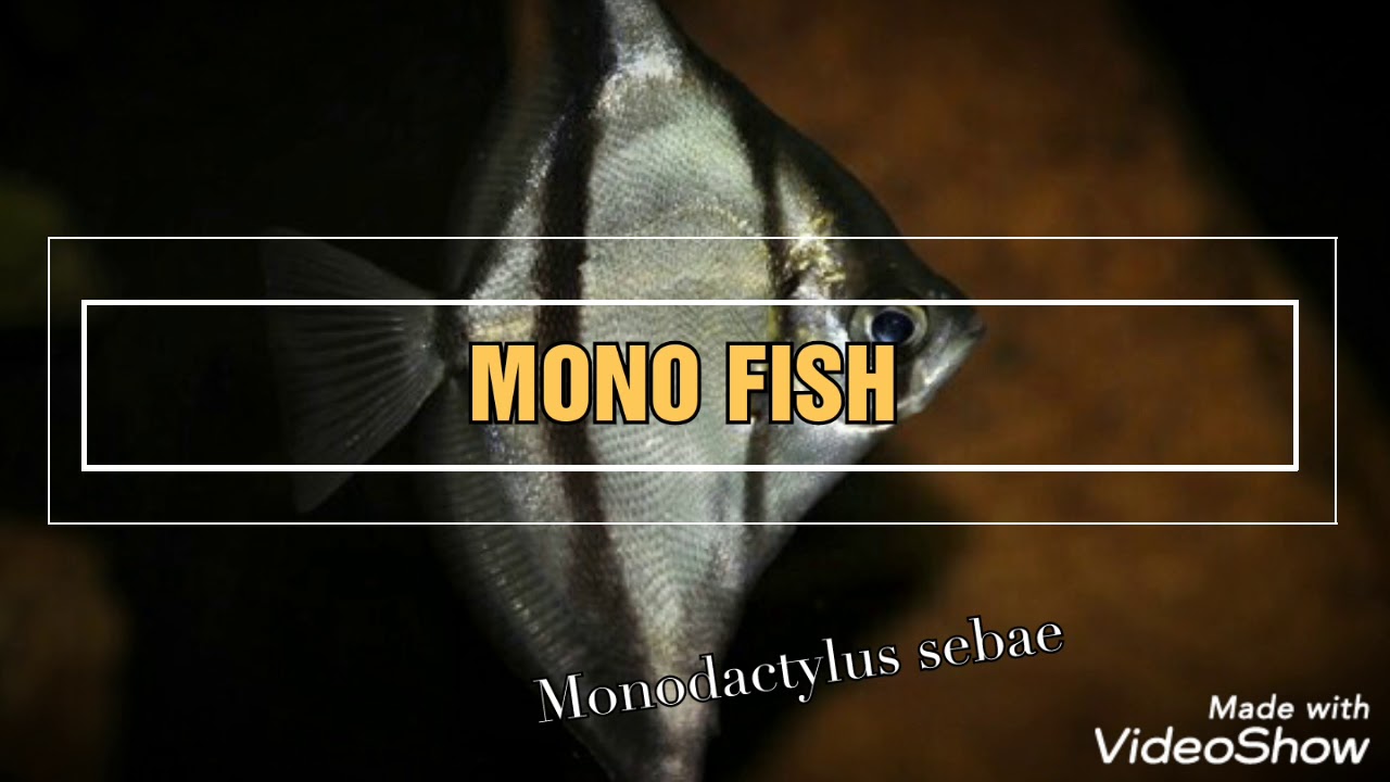 Mono Fish - YouTube