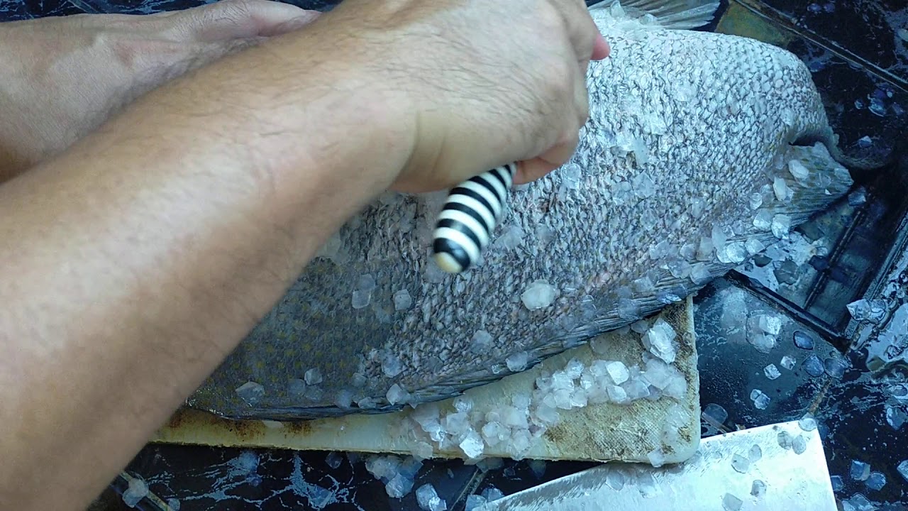 Cleaning and preparing lepti fish (sweeltlips fish) part 1 - YouTube