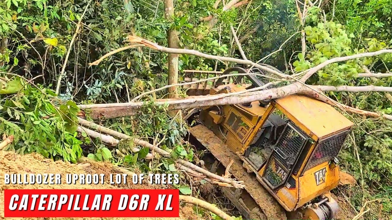 The Bulldozer Taking Out a Lot of Trees, Bulldozer Caterpillar D6R XL ...