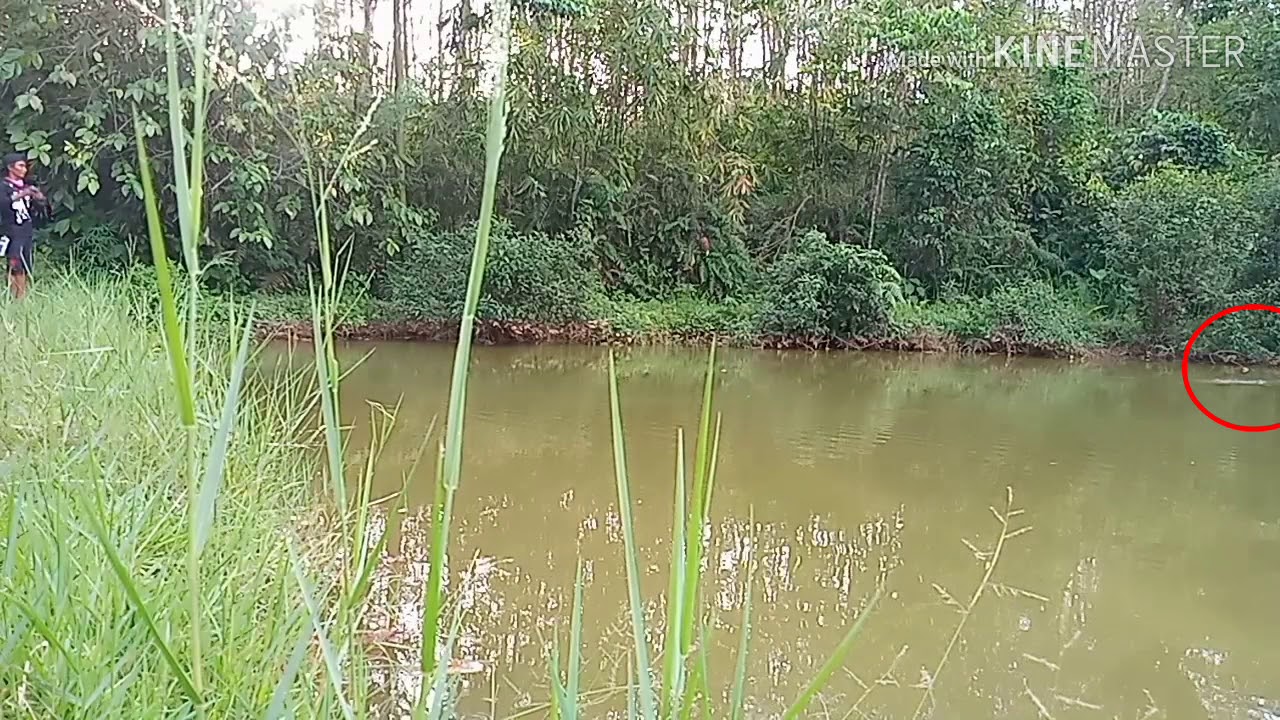 Pembasmian hama kolam produksi... Ini caranya..... - YouTube