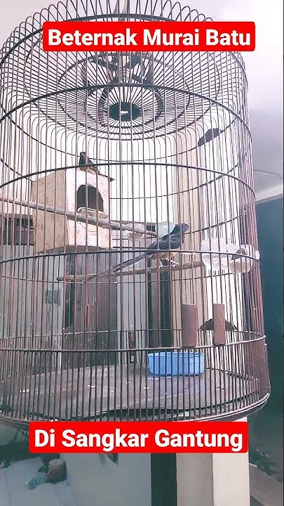 Beternak Murai Batu di Sangkar Gantung - YouTube