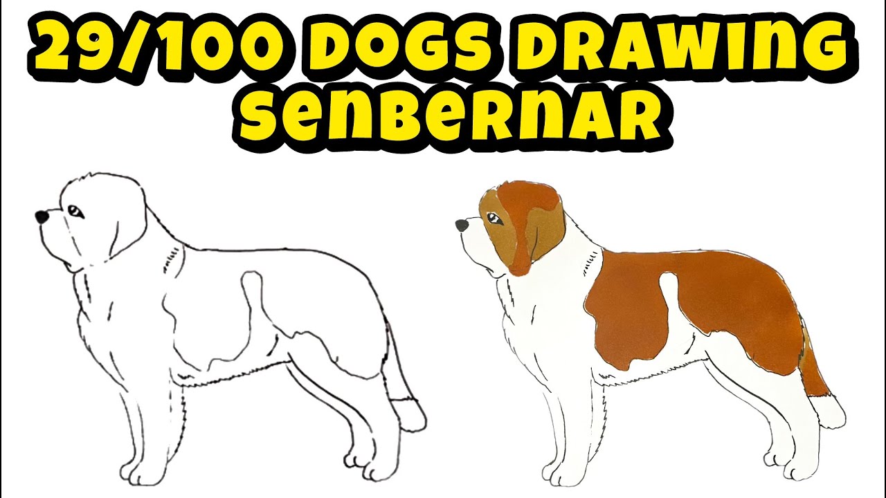 29/100 Dogs Drawing – Large and Majestic Senbernar Step-by-Step ...