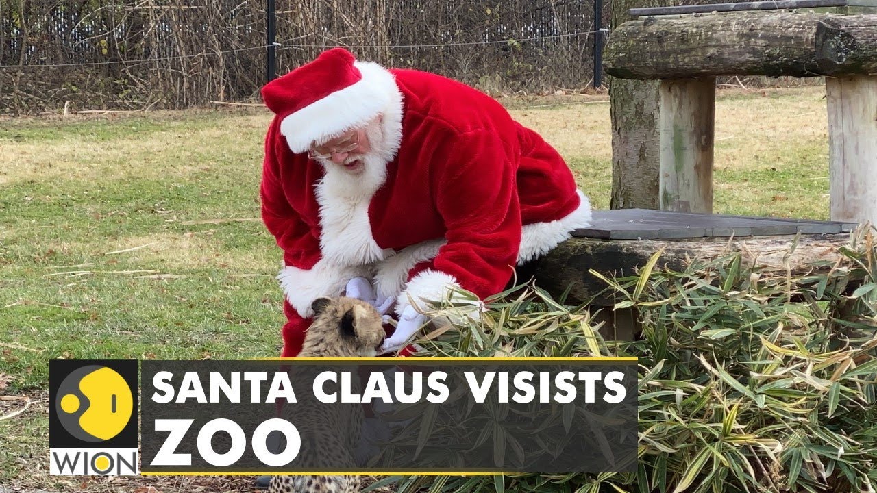 Santa Claus on a special mission at Peruvian zoo | Christmas | Latest ...