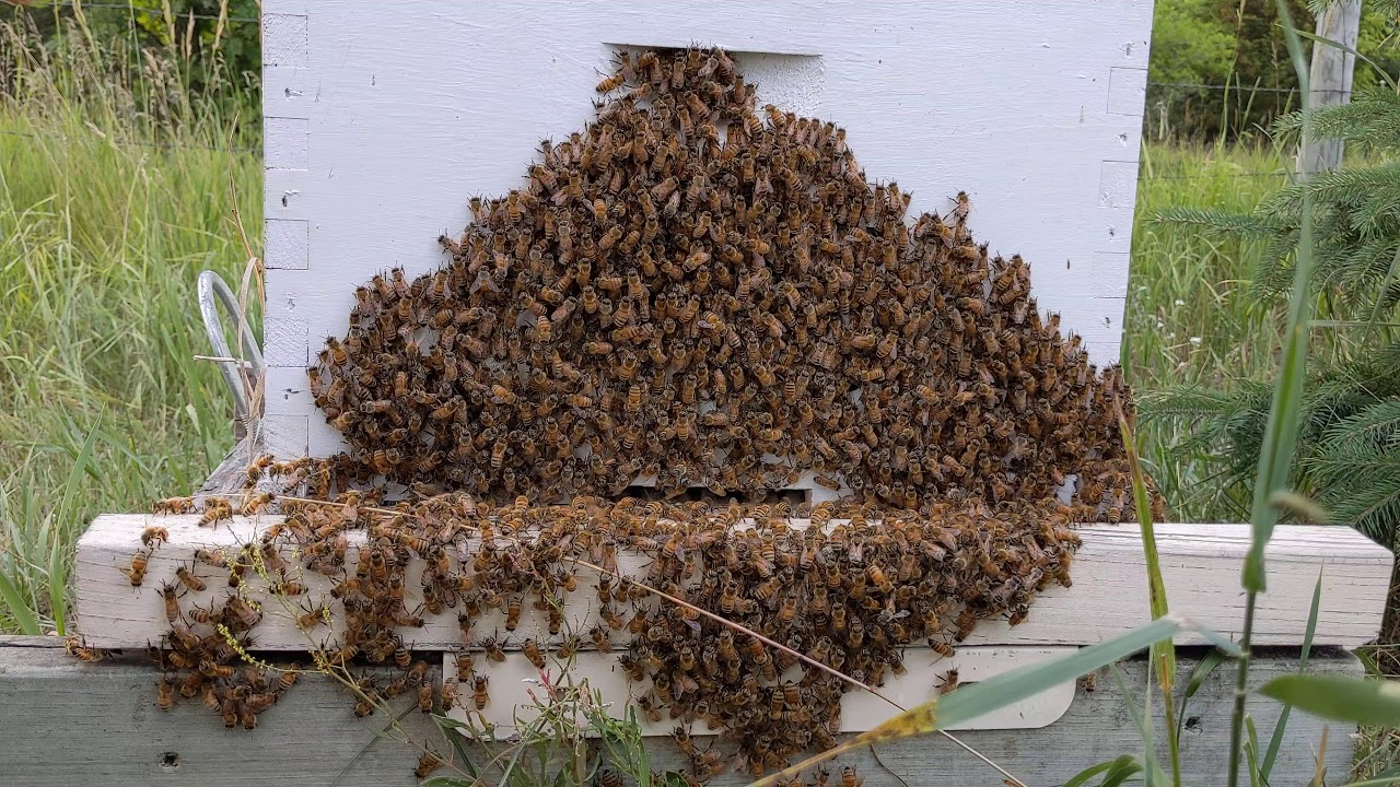 The front of my hive. - YouTube