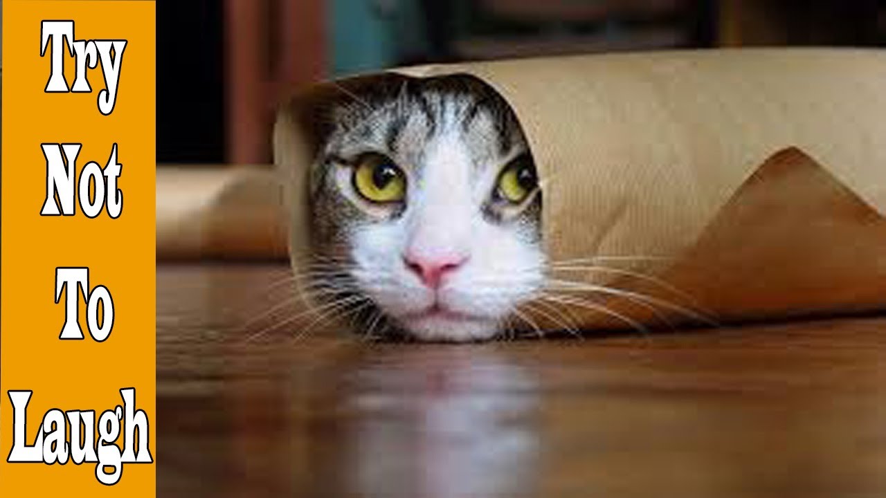 Funny Cats And Dogs Compilation Try Not To Laugh YouTube funny-cats-and-dogs-compilation-try-not-to-laugh-youtube