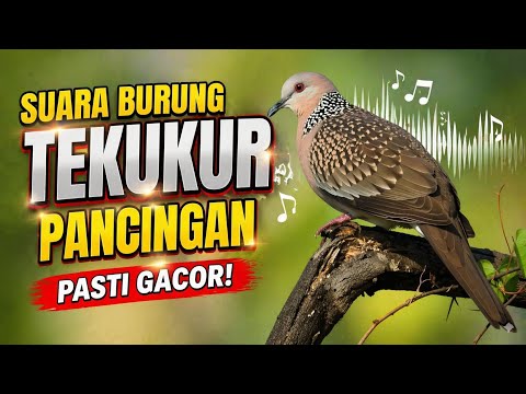 Suara kicau Burung perkutut Alam Asli 🌿 Suara Penyejuk Hati & Pikiran
