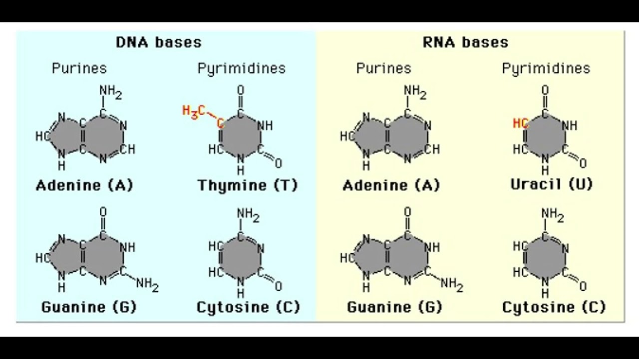 64 Codons Chart - YouTube