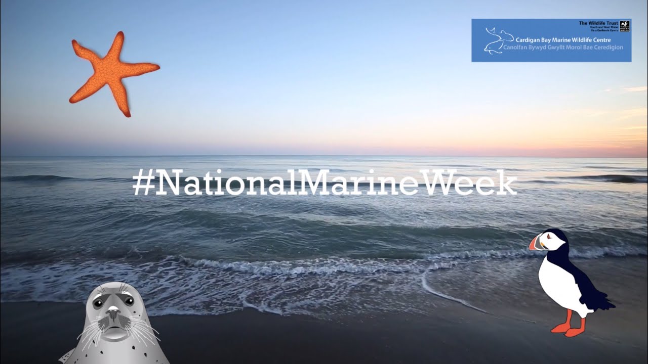 National Marine Week - A celebration of our seas - YouTube