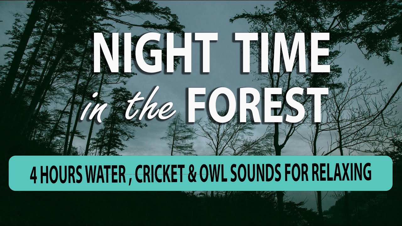 Night Time Forest Sound Effect - YouTube