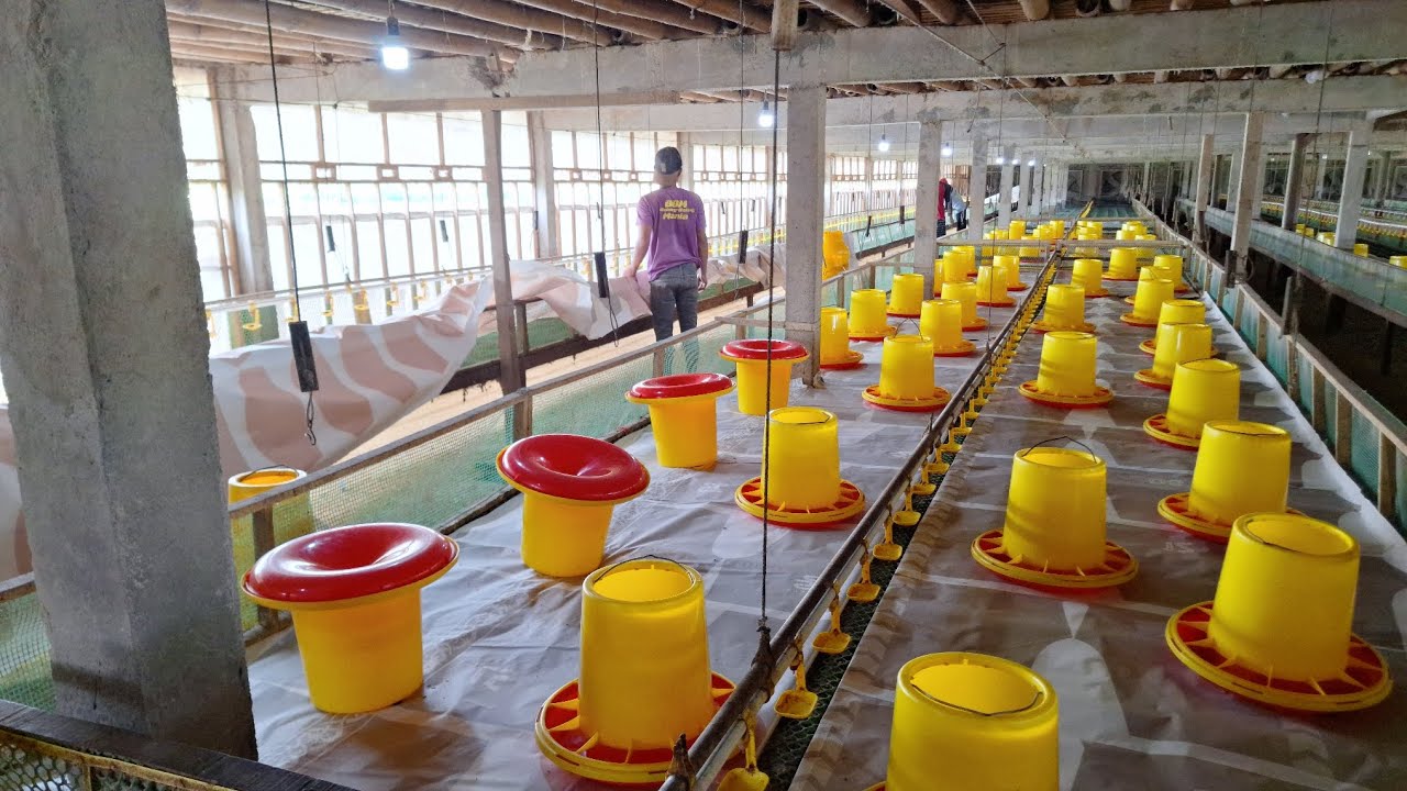 Persiapan Broding DOC Ayam Broiler 28000 - YouTube