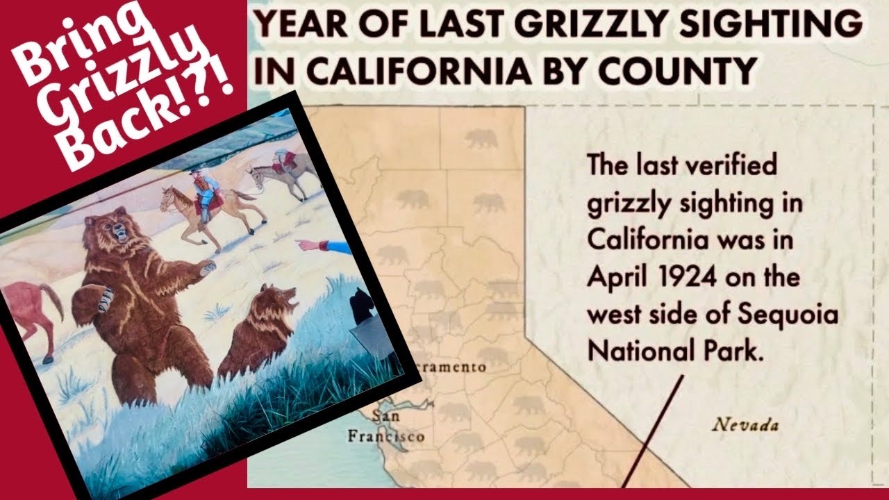 They are ALL GONE- Will they really bring the CA Grizzly back!?!? Our ...
