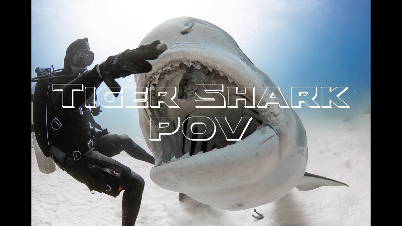 We Put a GoPro on a Tiger Shark for 8 Minutes! - YouTube