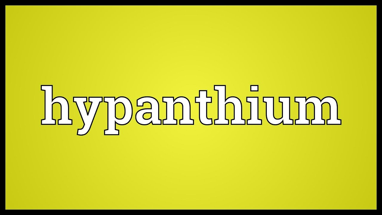 Hypanthium Meaning - YouTube