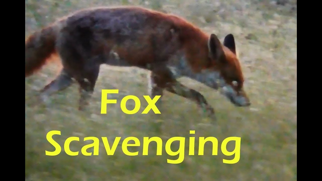Fox Scavenging - YouTube