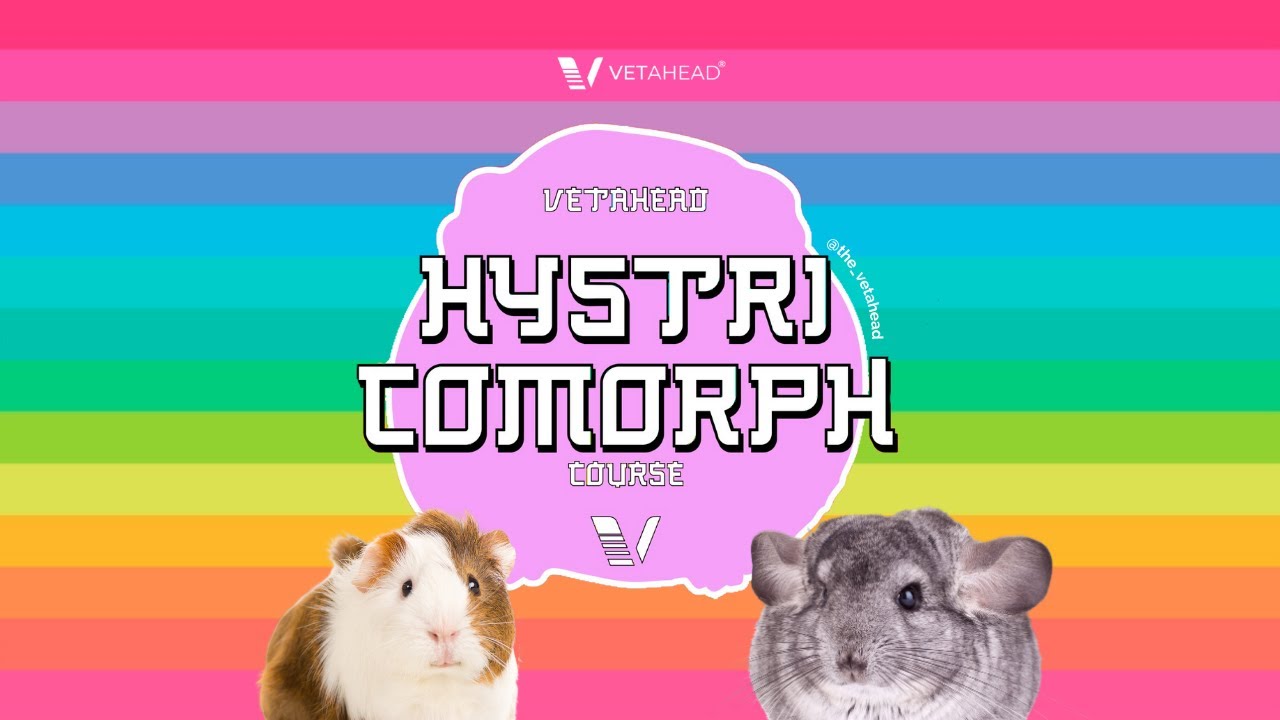 A Clinician's Guide to Incorporating Hystricomorphs (Guinea pig and ...