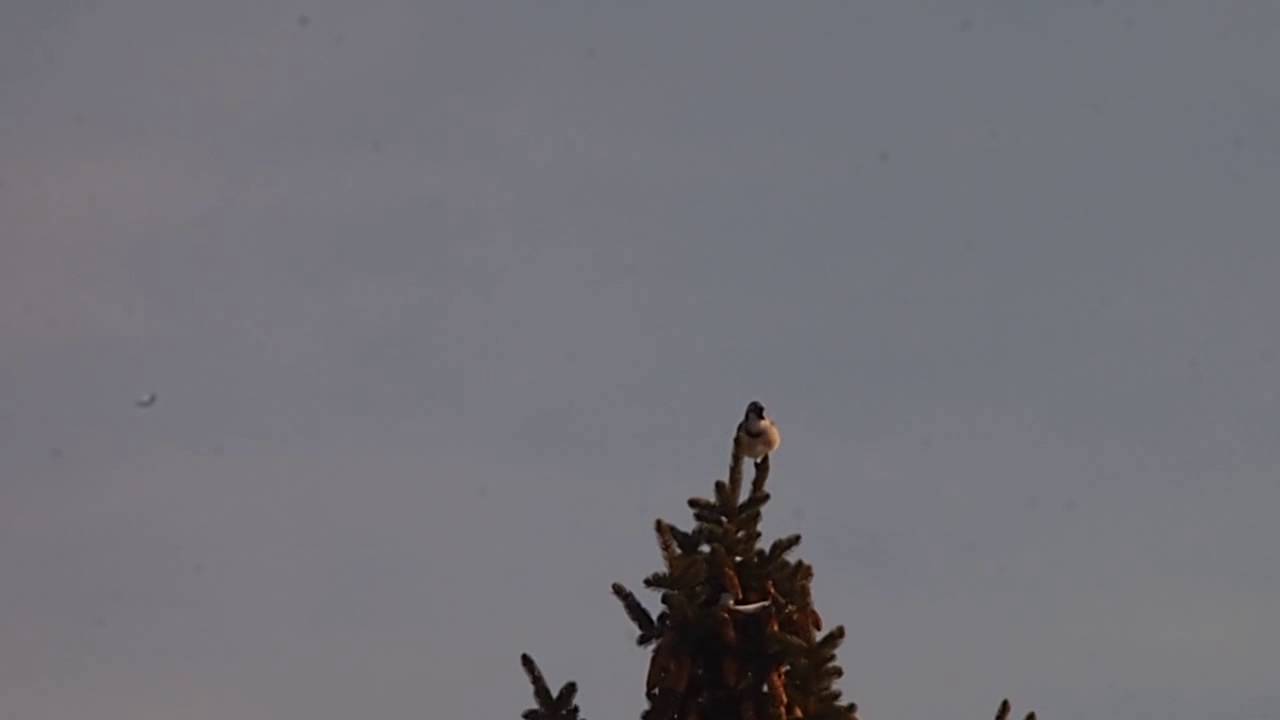 Blue Jay Screams "Warning Signal" - YouTube