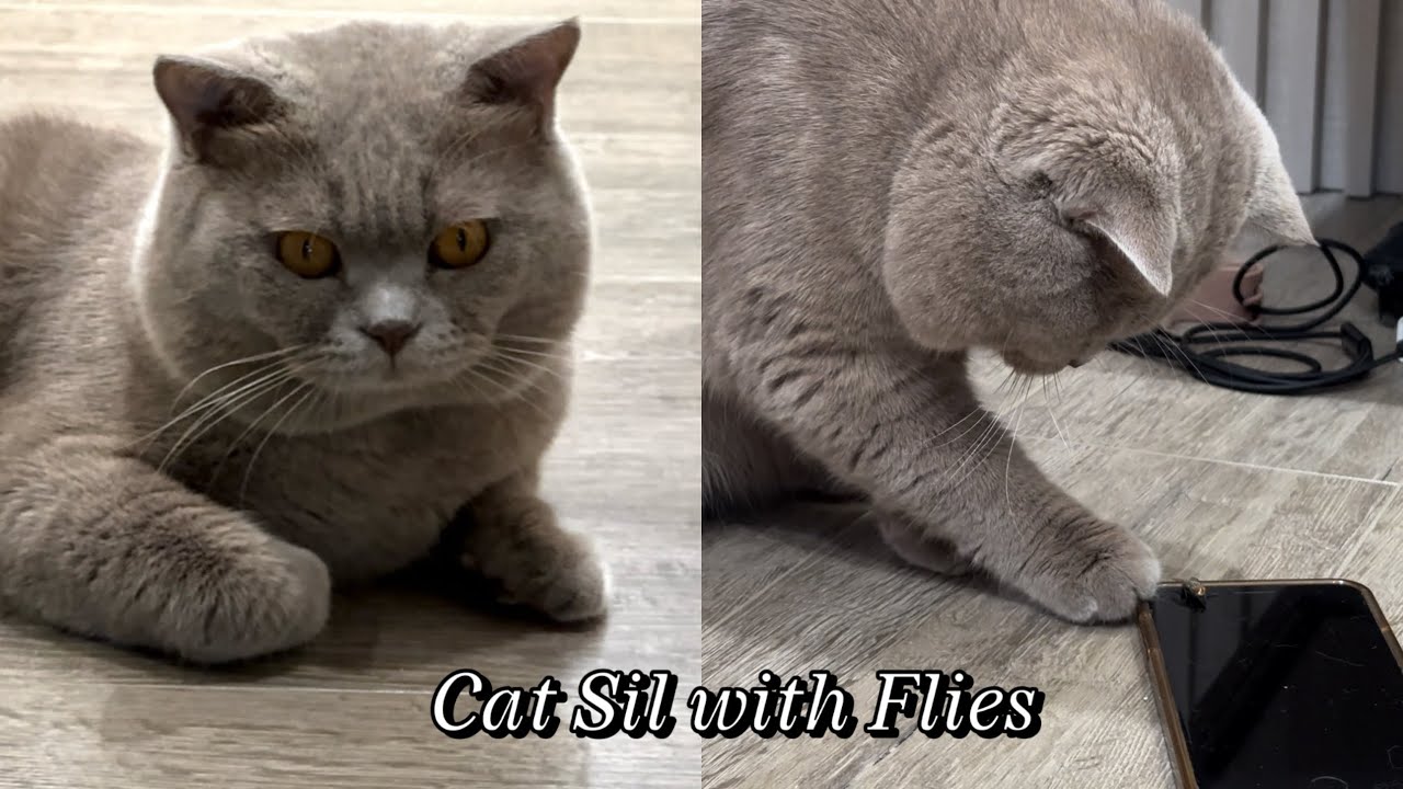 Mèo Sil và Bạn Ruồi | Cat Sil with Flies | Funny Cat Moments - YouTube