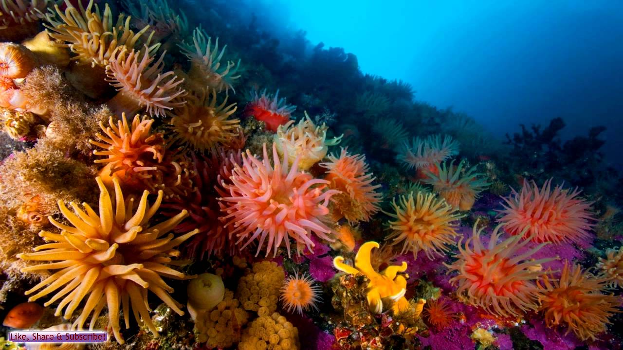 Ambient Music | Coral Reef | Relaxing Ethereal Music For Relaxation ...