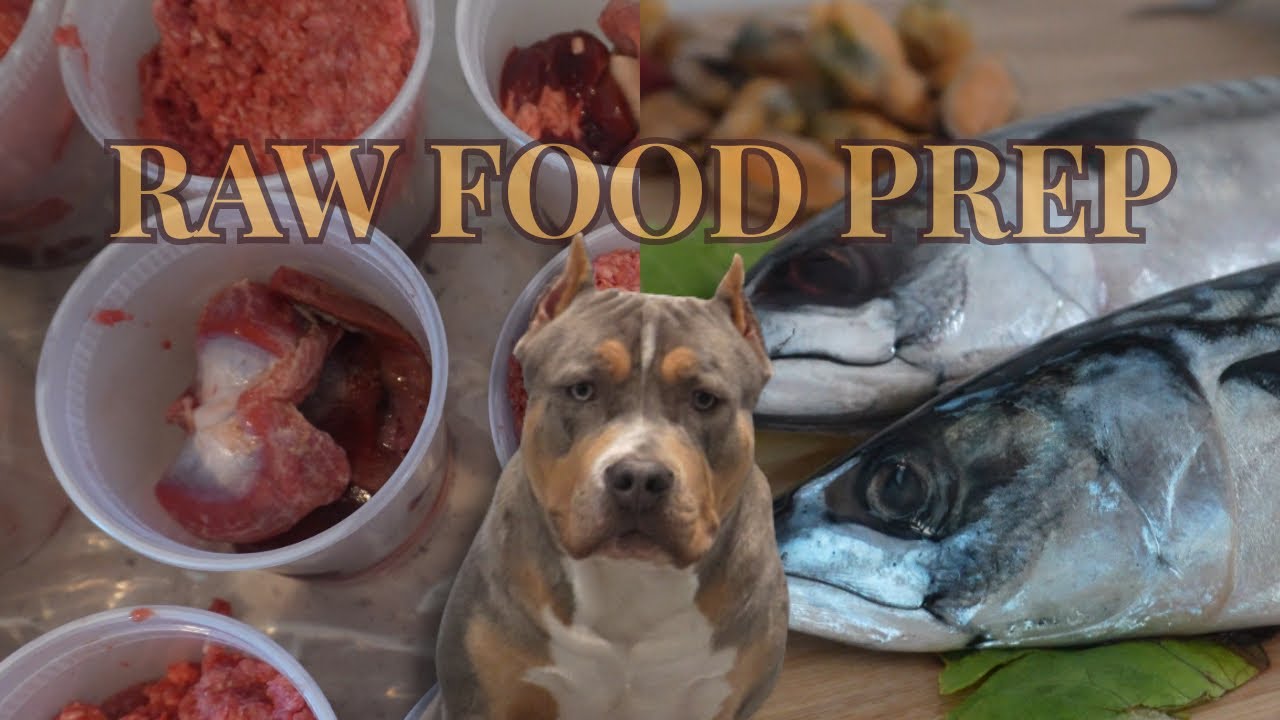 How Much Does It Cost to Feed an XL American Bully RAW? Farmers Market ...