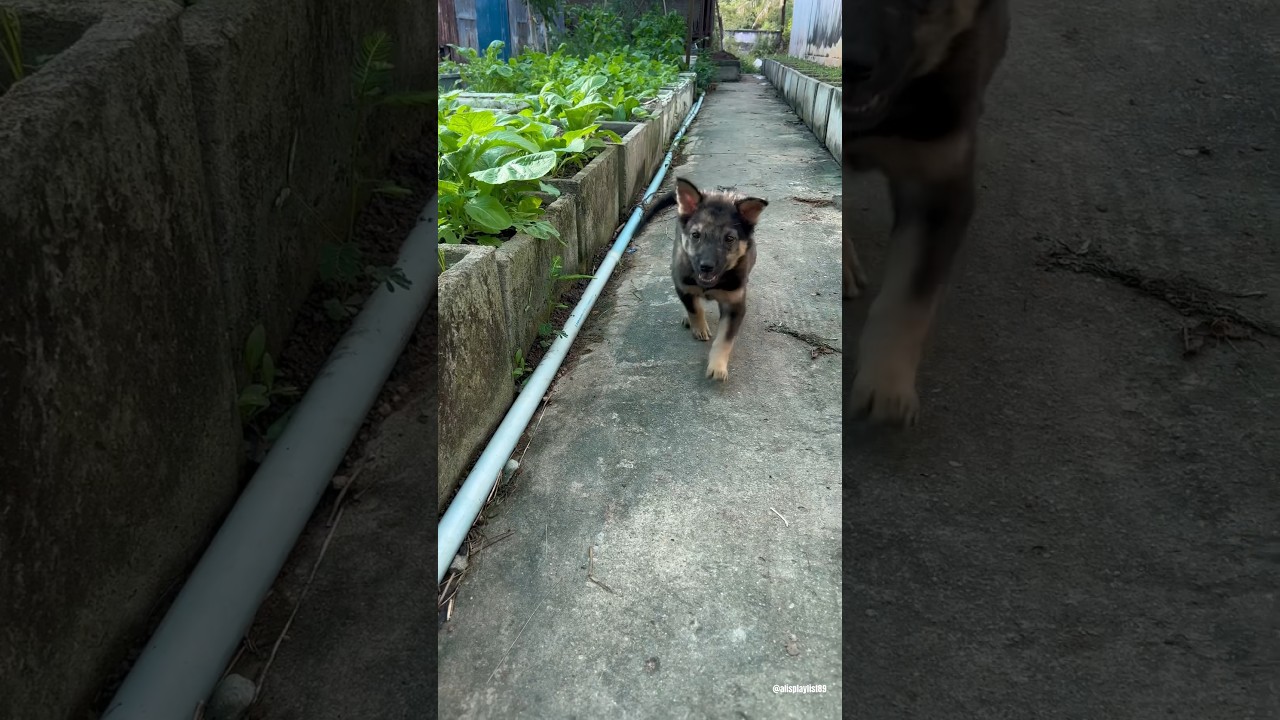 Wait for me I got little legs!!🐶 #shorts #funny - YouTube