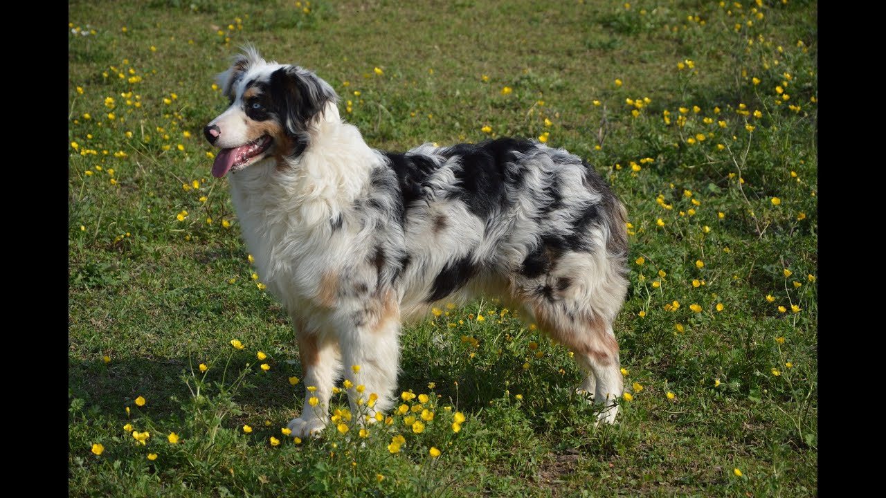 Let's Read, Old Sultan by the Grimm Brothers - YouTube