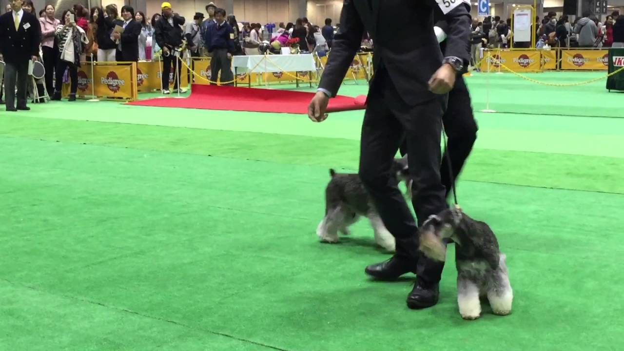 FCI japan international dog show 2016.breed Miniature Schnauzer 理事長賞受賞 ...