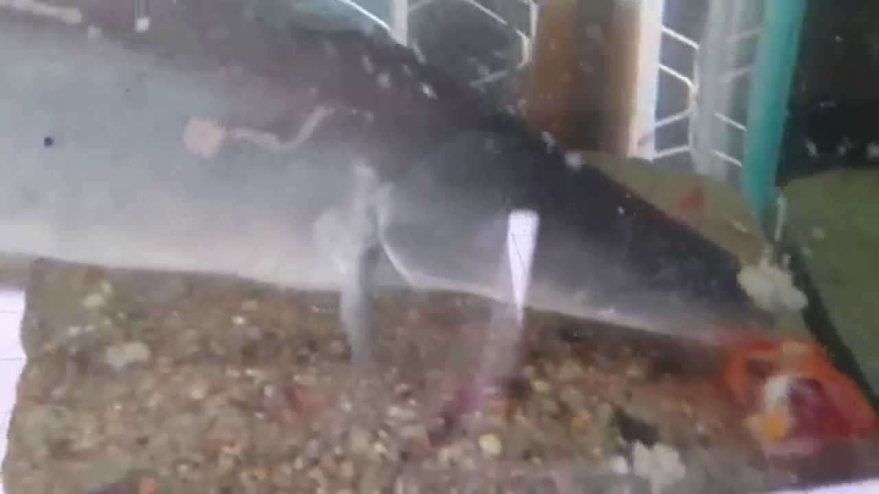 WARNING - LIVE FEEDING - The Aba Aba Knife Fish - Eating a carp - YouTube