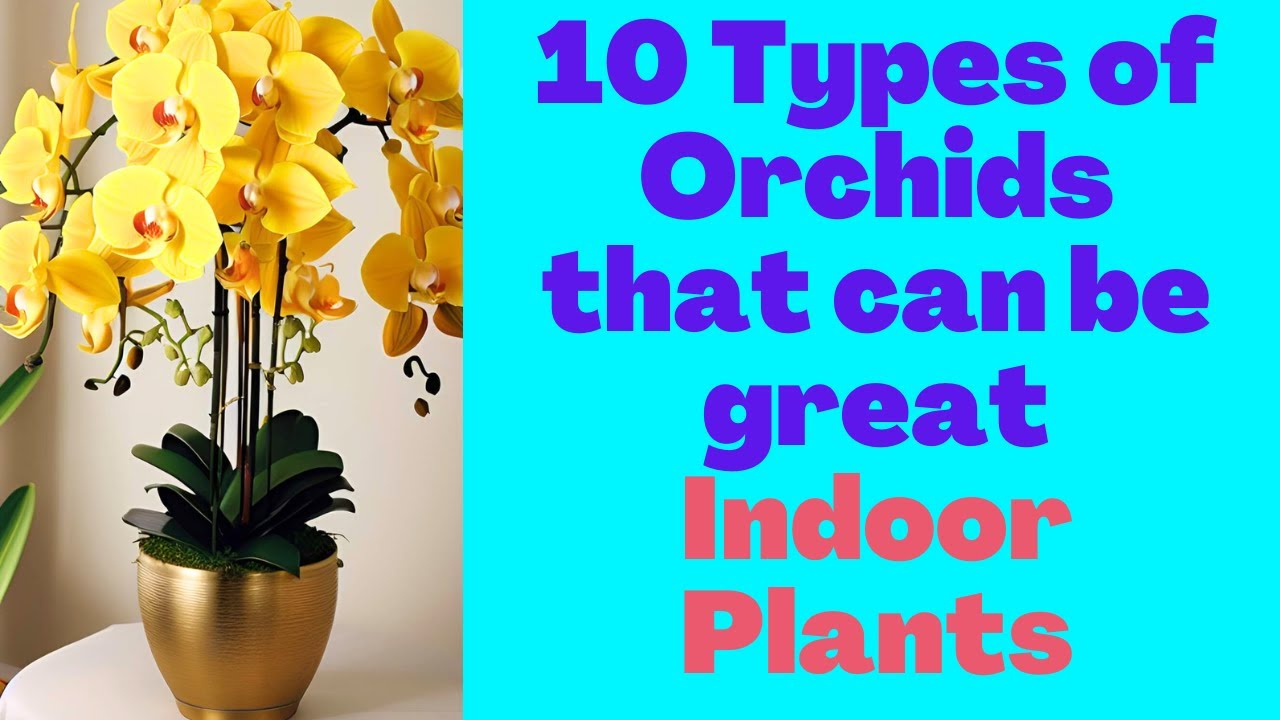 10 Types of Orchids that can be great Indoor Plants - YouTube
