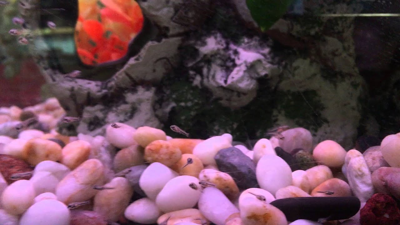 Kirin Parrot (Bonsai Flowerhorn) Fry Are Growing Fast! - YouTube