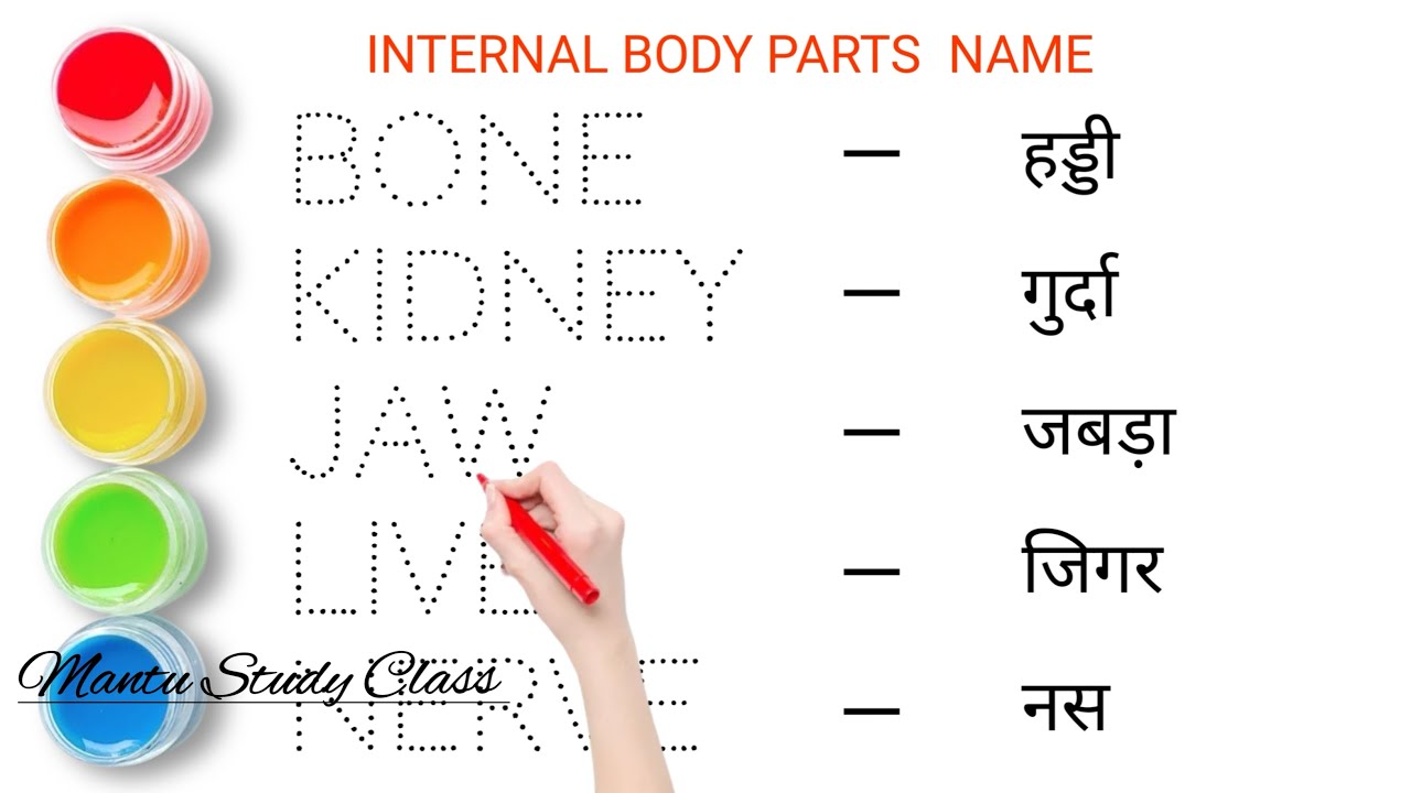 Internal body parts name in english | Internal body parts name | शरीर ...