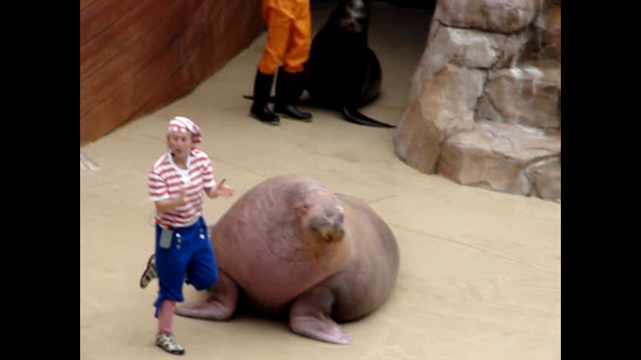 Sea Lion and Walrus Show, Sea World, Orlando, Florida. - YouTube