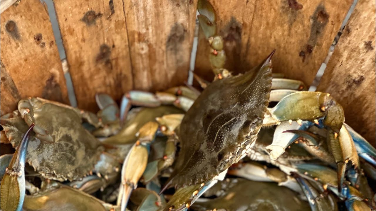 Baiting a Trotline: Explained in 1 Minute - YouTube