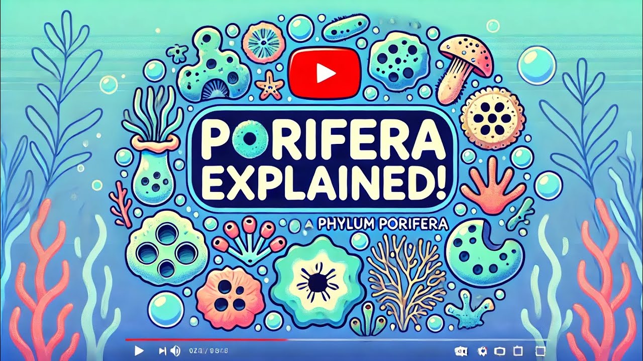 "Phylum Porifera Explained: The Secret World of Sponges | Biology Made ...