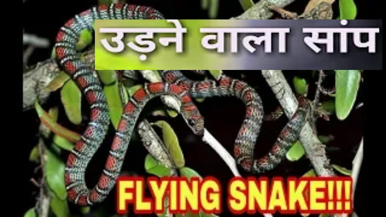 Very Beautiful Flying Snake In The World ||Ornate Flying Snake - YouTube