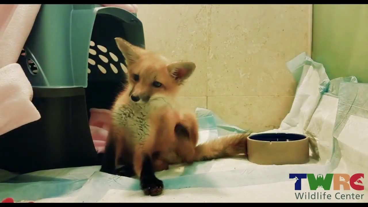 Rescued Baby Fox Playing! - YouTube