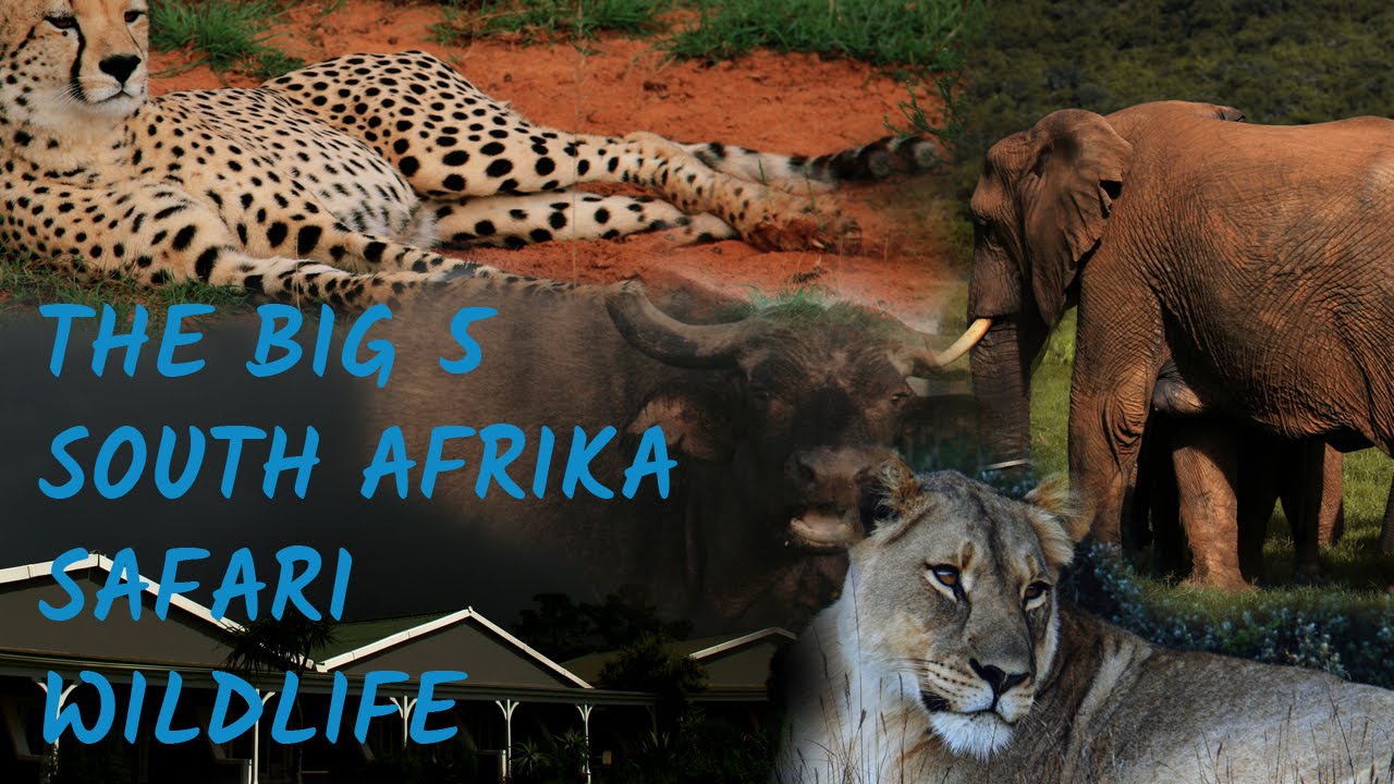 Shamwari Game Reserve Lion'S after fight South Africa Wildlife ...