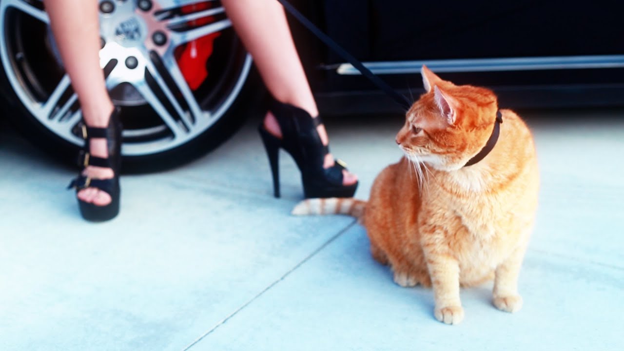 "Meow Down" Frank the Cat, Pimp kitty Music Video - YouTube