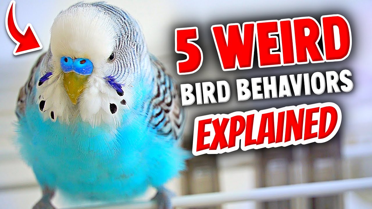 5 Odd Bird Behaviors EXPLAINED - YouTube