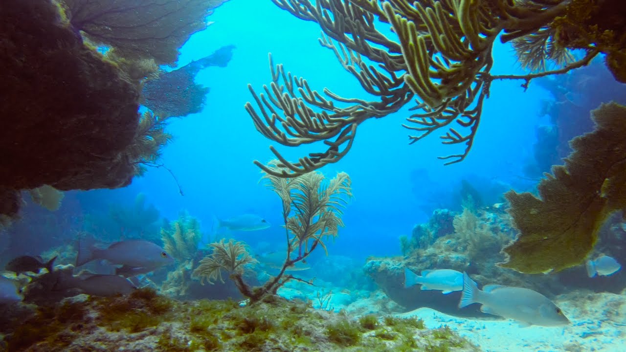 Elbow Reef Dive 4k - YouTube