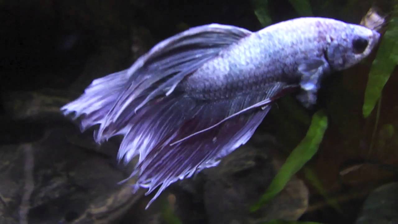 Swimming Betta [Fishception] - YouTube