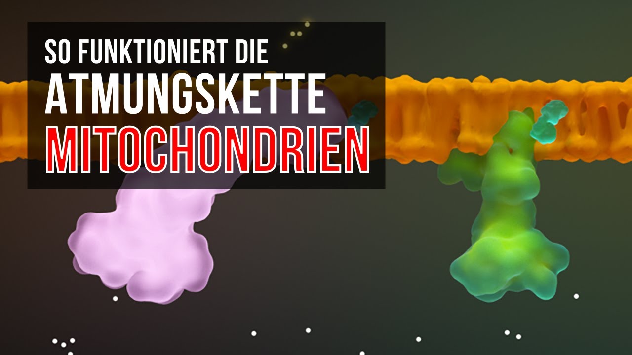 Was Machen Die Mitochondrien